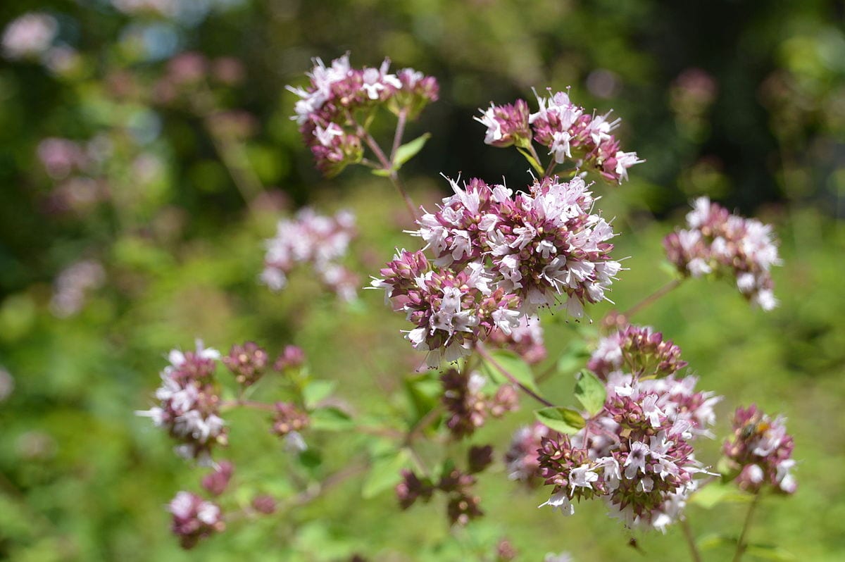 9 Health Benefits And Side Effects of Marjoram Essential Oil ... 9 Health Benefits And Side Effects of Marjoram Essential Oil ...